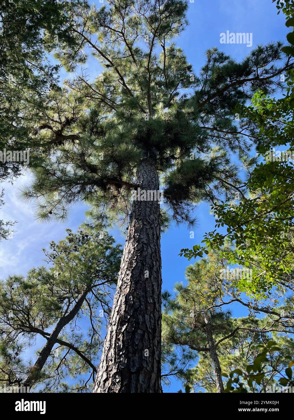 loblolly pine (Pinus taeda Stock Photo - Alamy