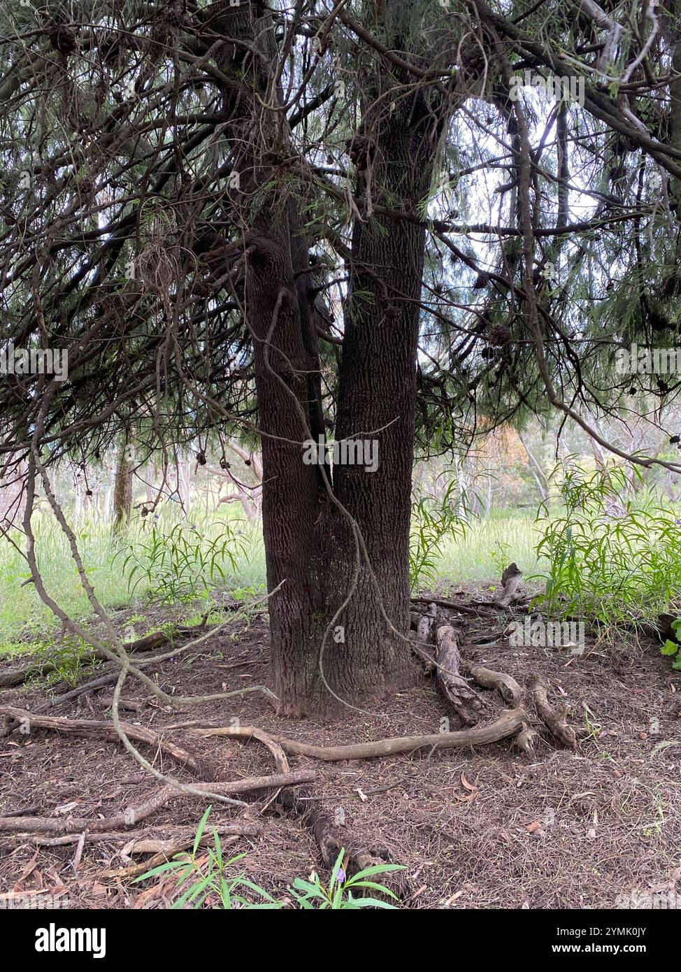 Exocarpos cupressiformis hi-res stock photography and images - Alamy