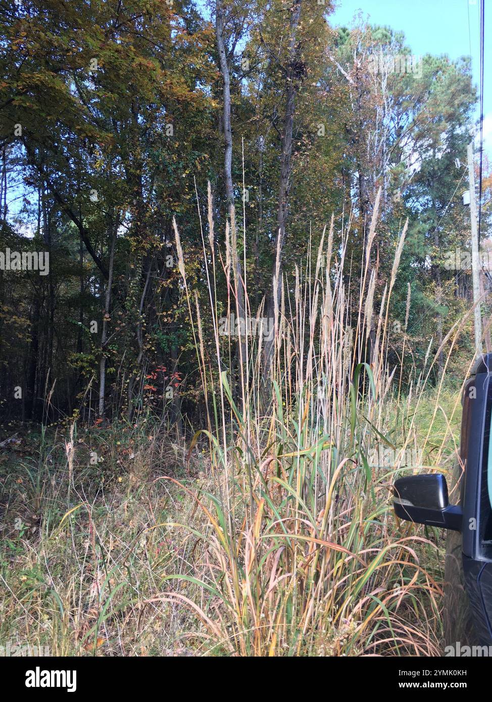 sugarcane plumegrass (Erianthus giganteus Stock Photo - Alamy