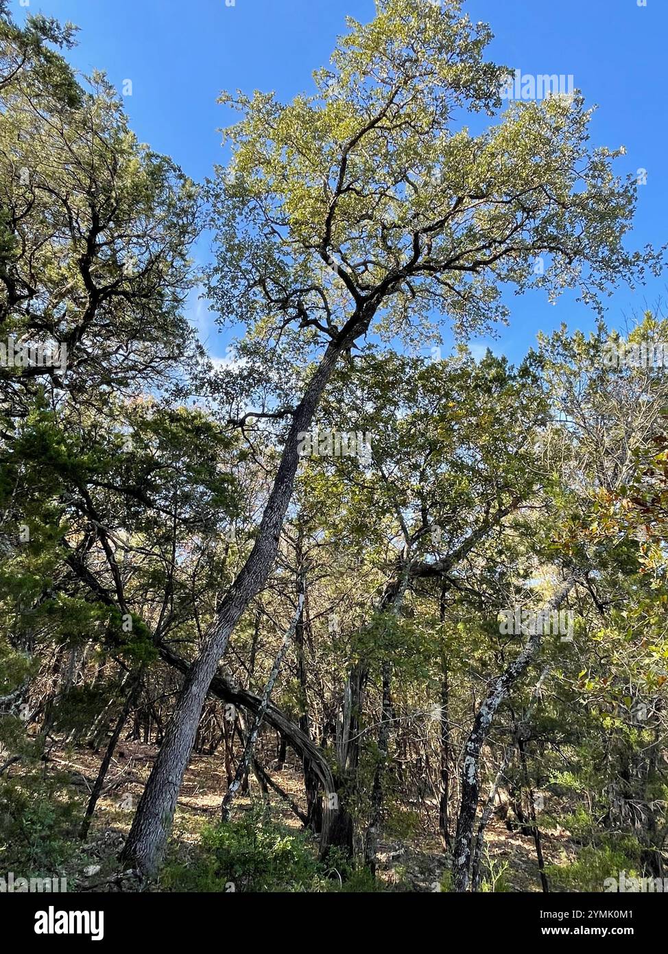 Texas live oak (Quercus fusiformis Stock Photo - Alamy