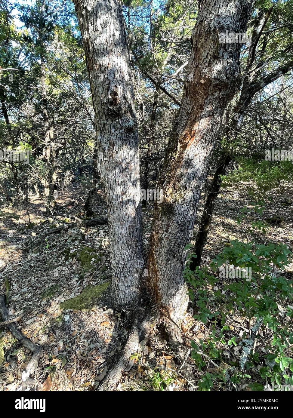 bastard oak (Quercus sinuata Stock Photo - Alamy