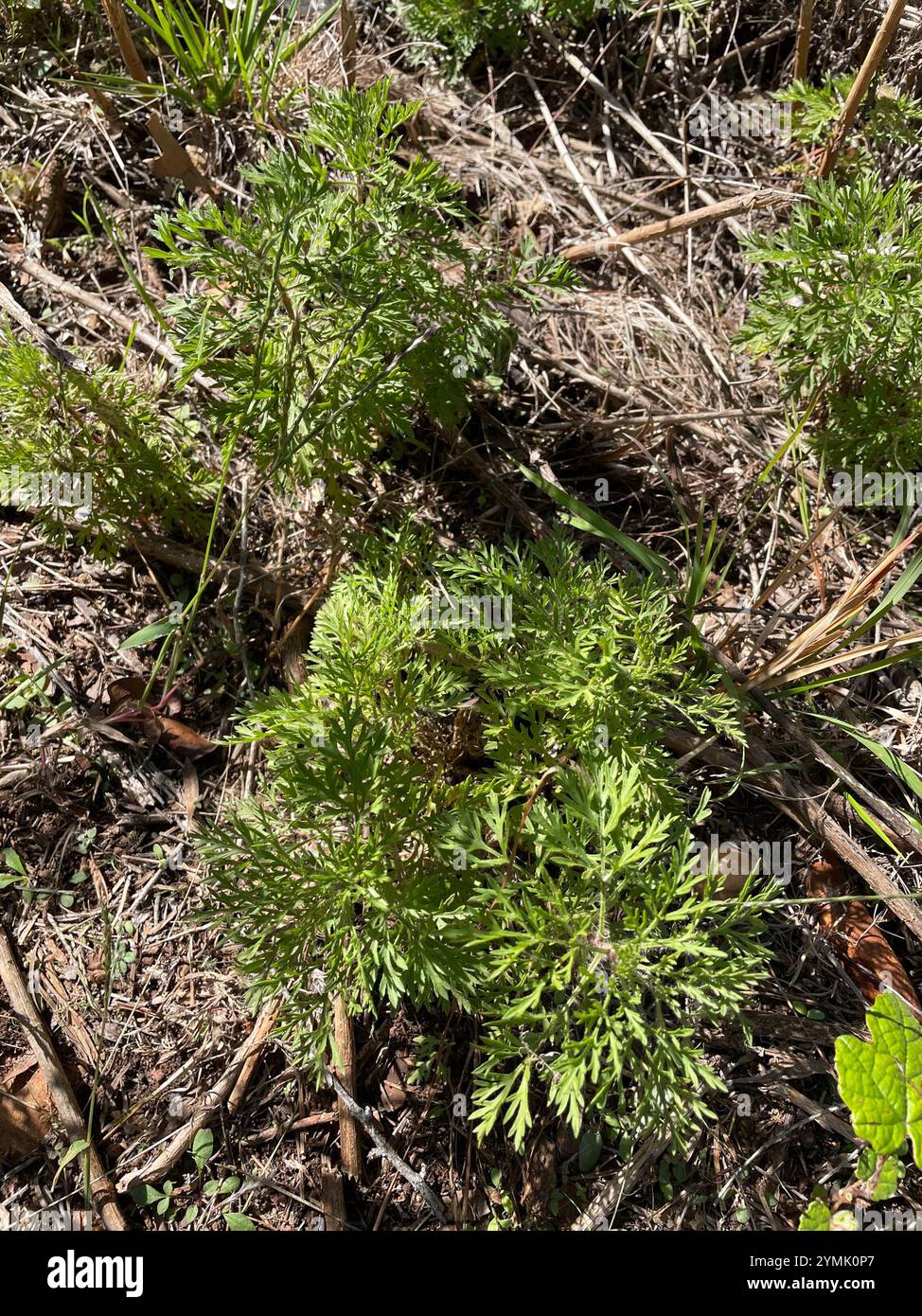 Coastal Dog Fennel (Eupatorium compositifolium Stock Photo - Alamy