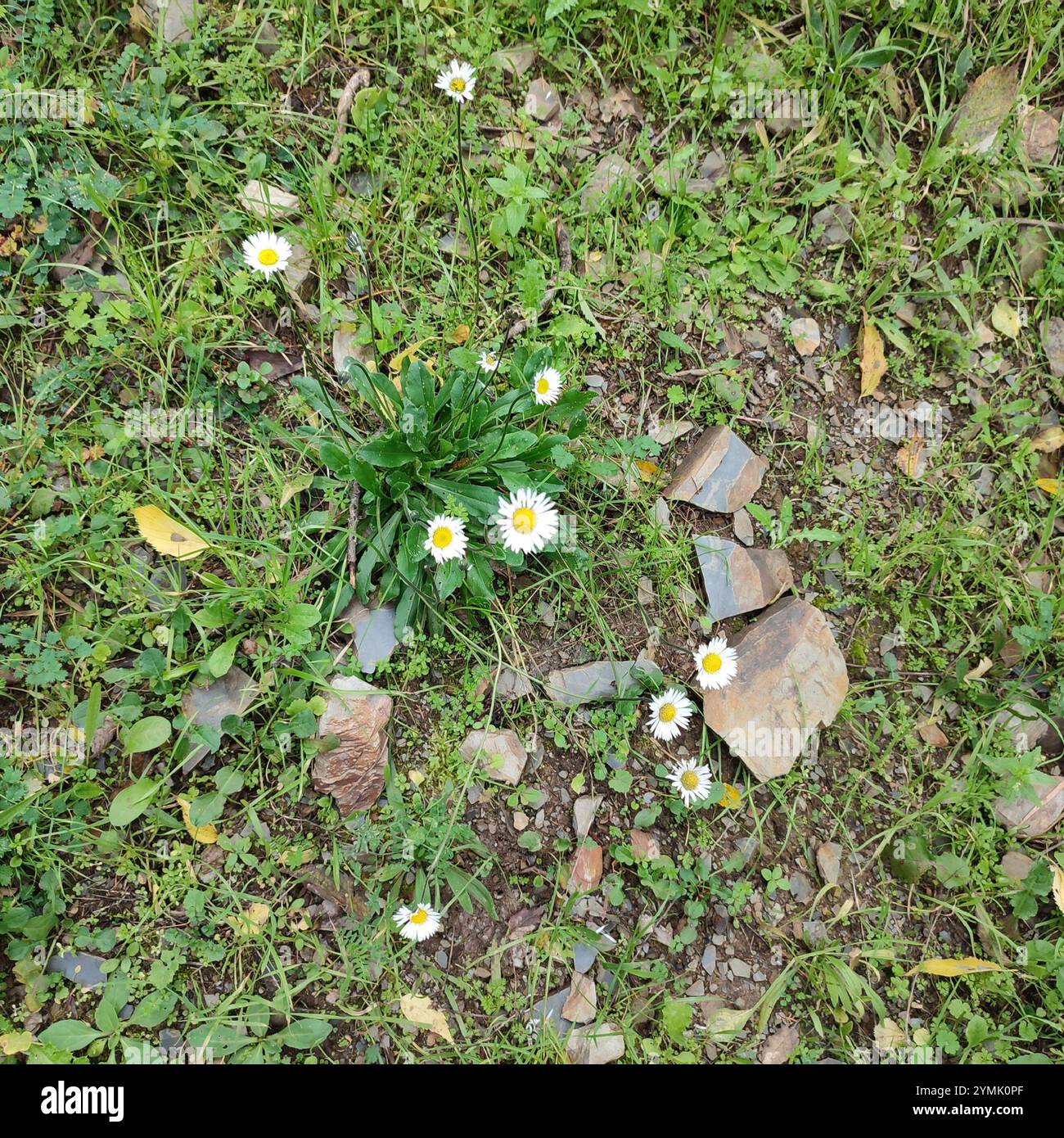 southern daisy (Bellis sylvestris Stock Photo - Alamy
