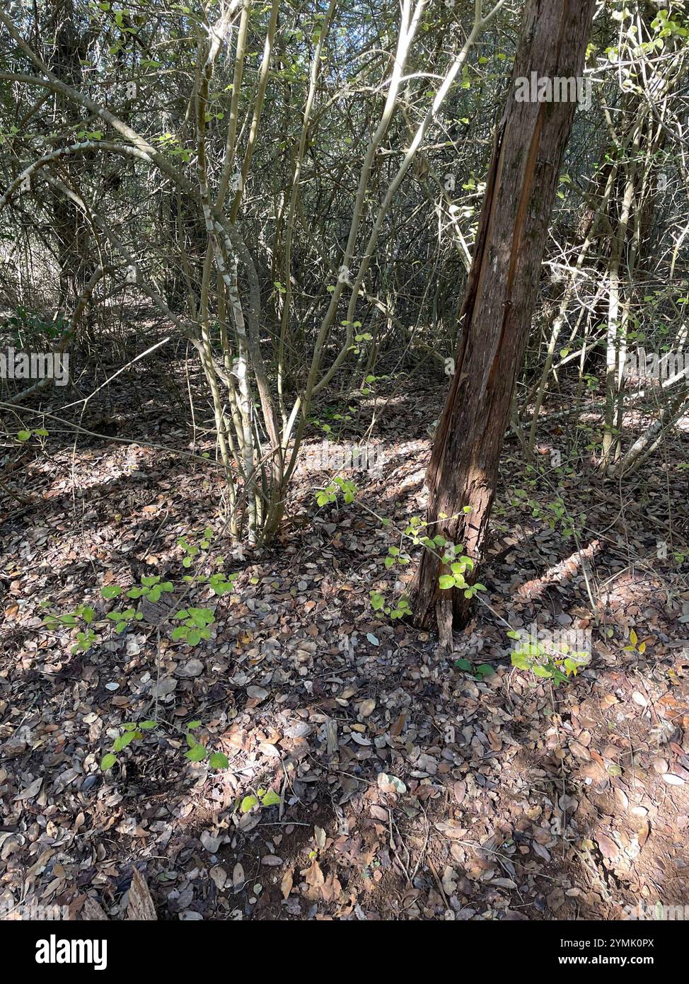 Forestiera pubescens hi-res stock photography and images - Alamy