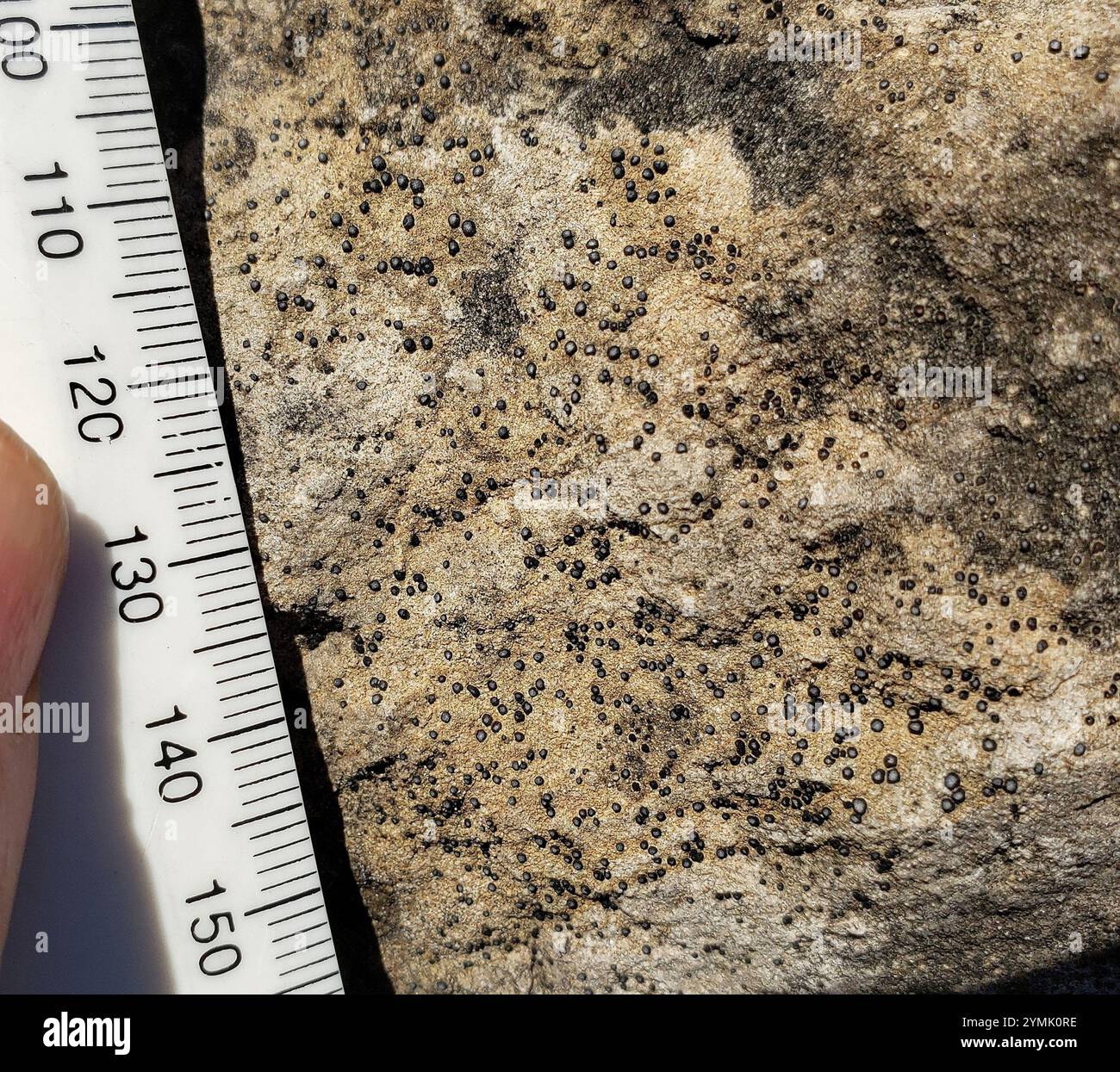 Frosted Grain-spored Lichen (Sarcogyne regularis Stock Photo - Alamy