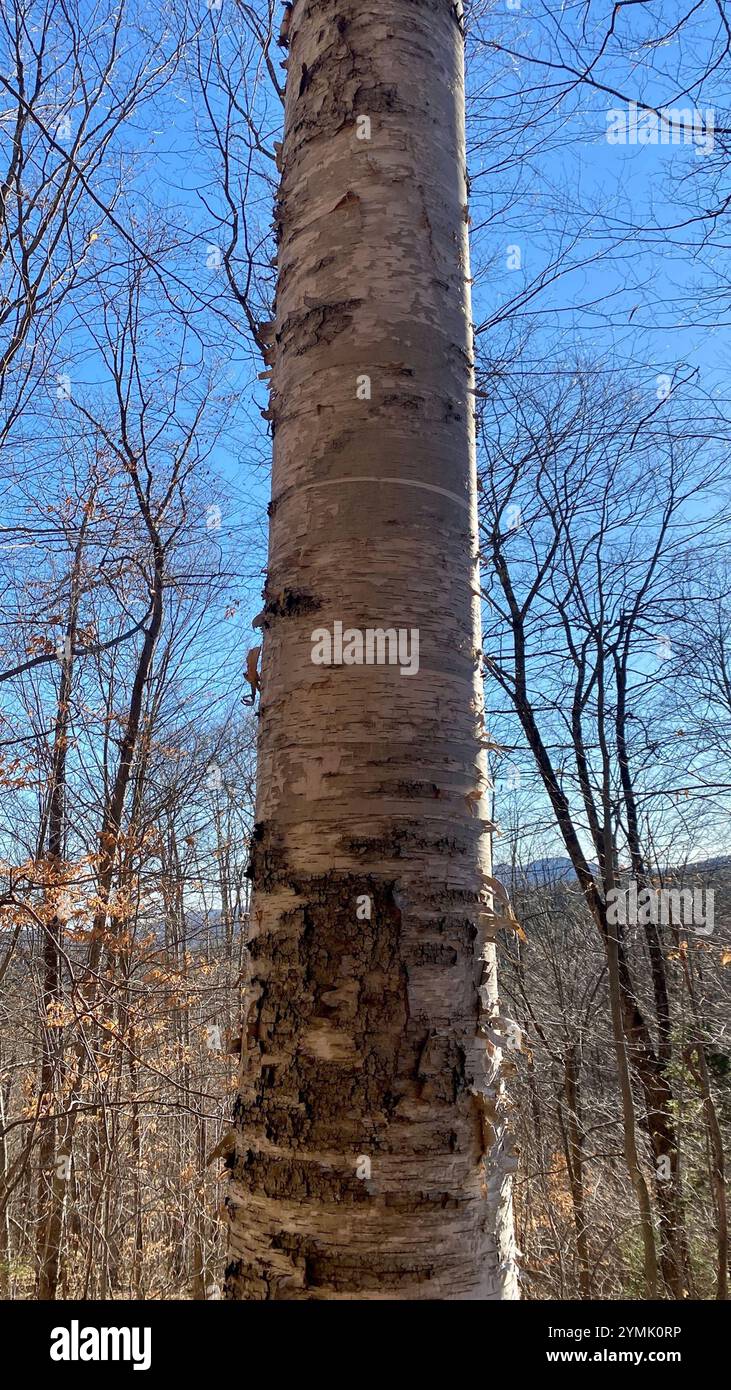 paper birch (Betula papyrifera Stock Photo - Alamy