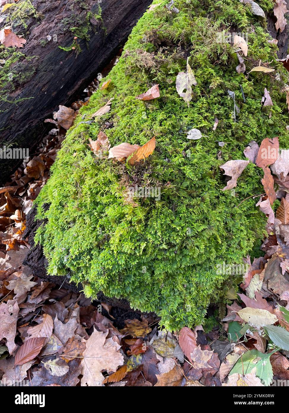 delicate fern moss (Thuidium delicatulum Stock Photo - Alamy