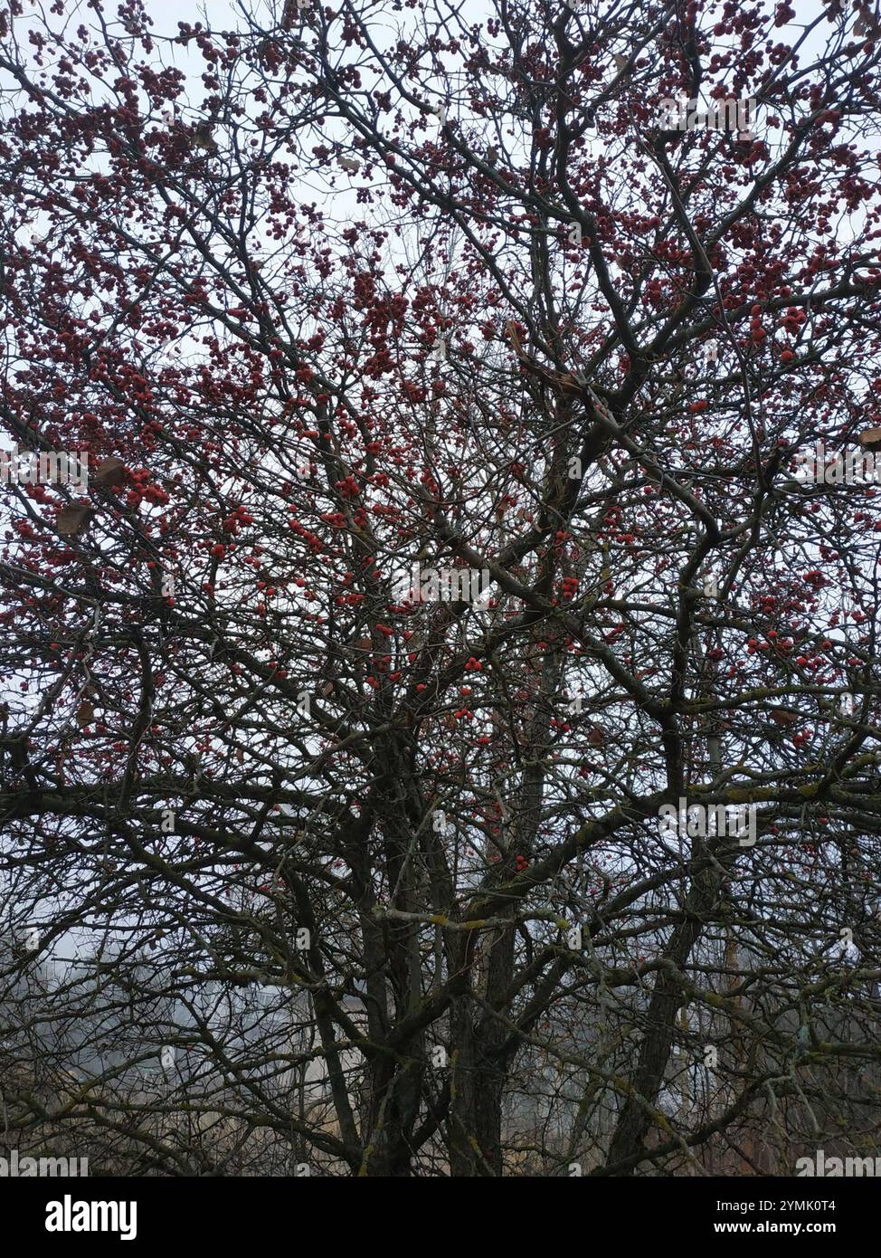 Siberian crabapple (Malus baccata Stock Photo - Alamy