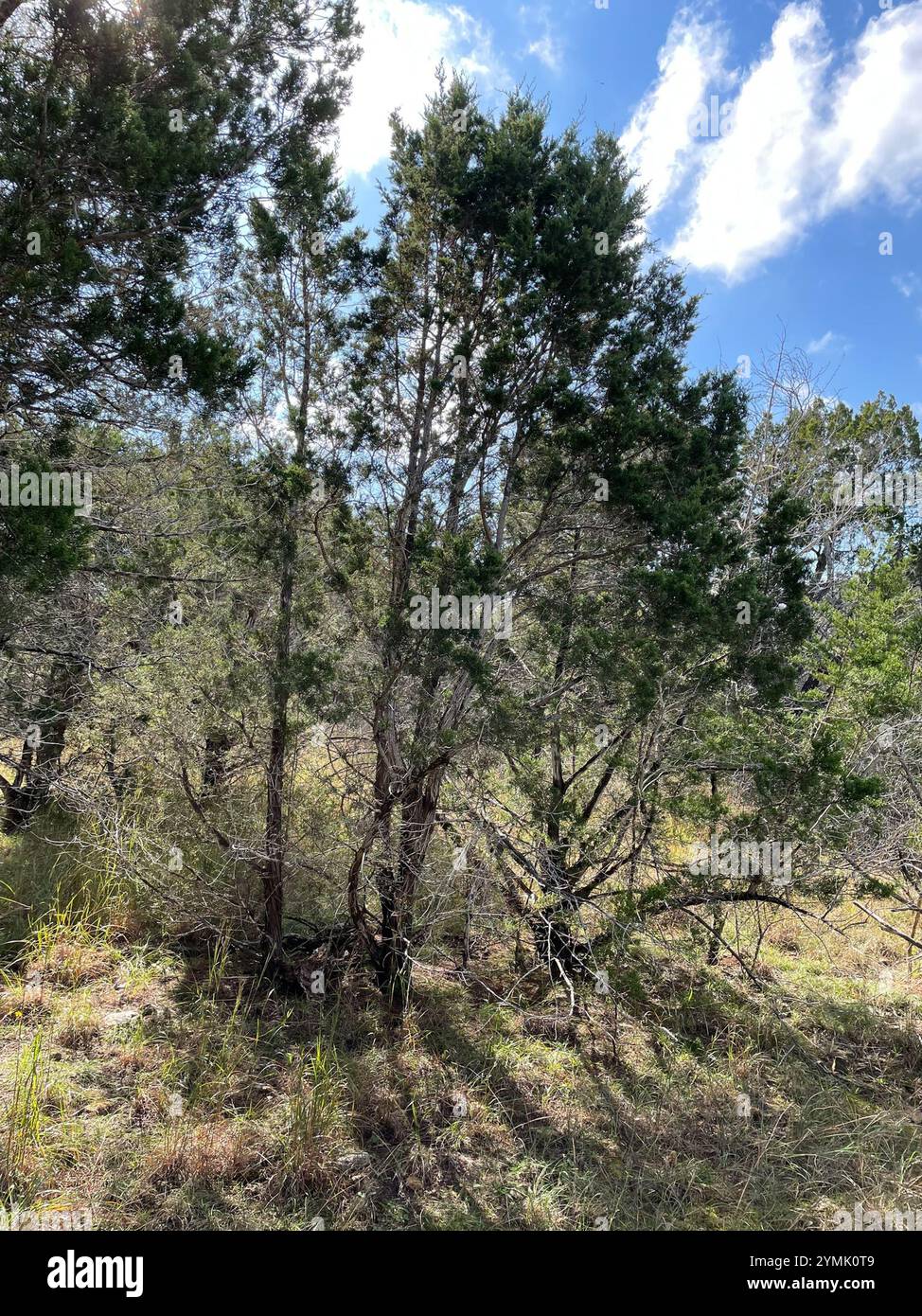 Ashe juniper (Juniperus ashei Stock Photo - Alamy