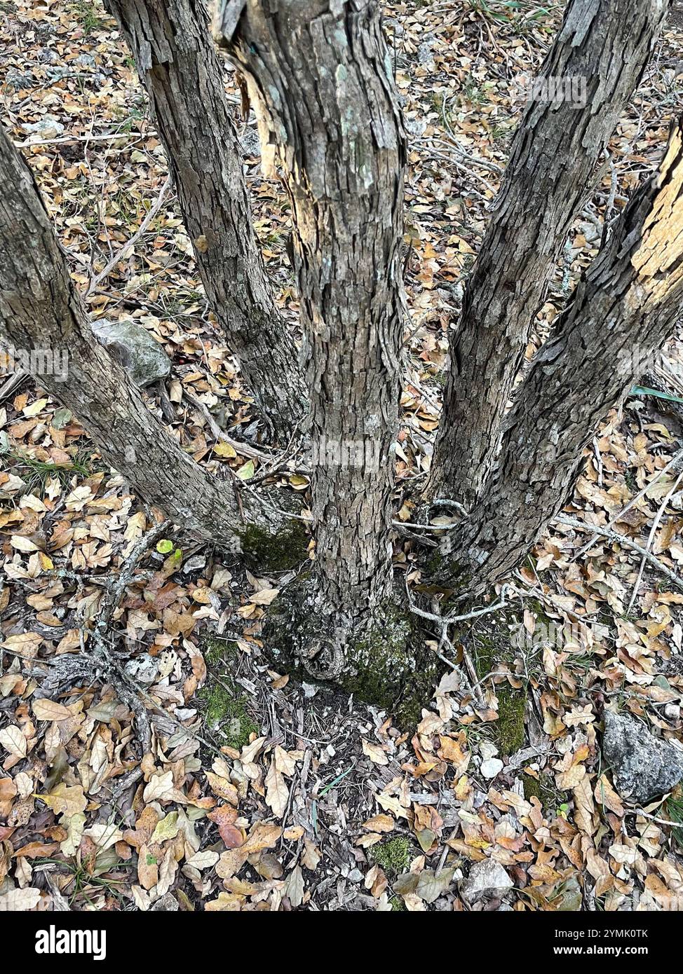 Shin oak hi-res stock photography and images - Alamy