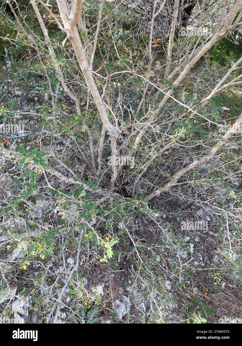 Texas Kidneywood (Eysenhardtia texana Stock Photo - Alamy