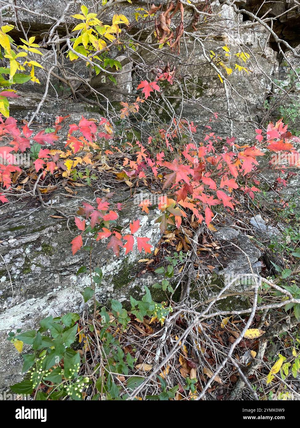 poison ivies and oaks (Toxicodendron Stock Photo - Alamy