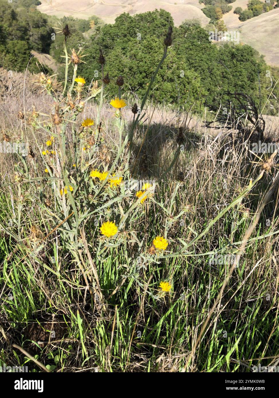 Yellow Star-Thistle (Centaurea solstitialis Stock Photo - Alamy