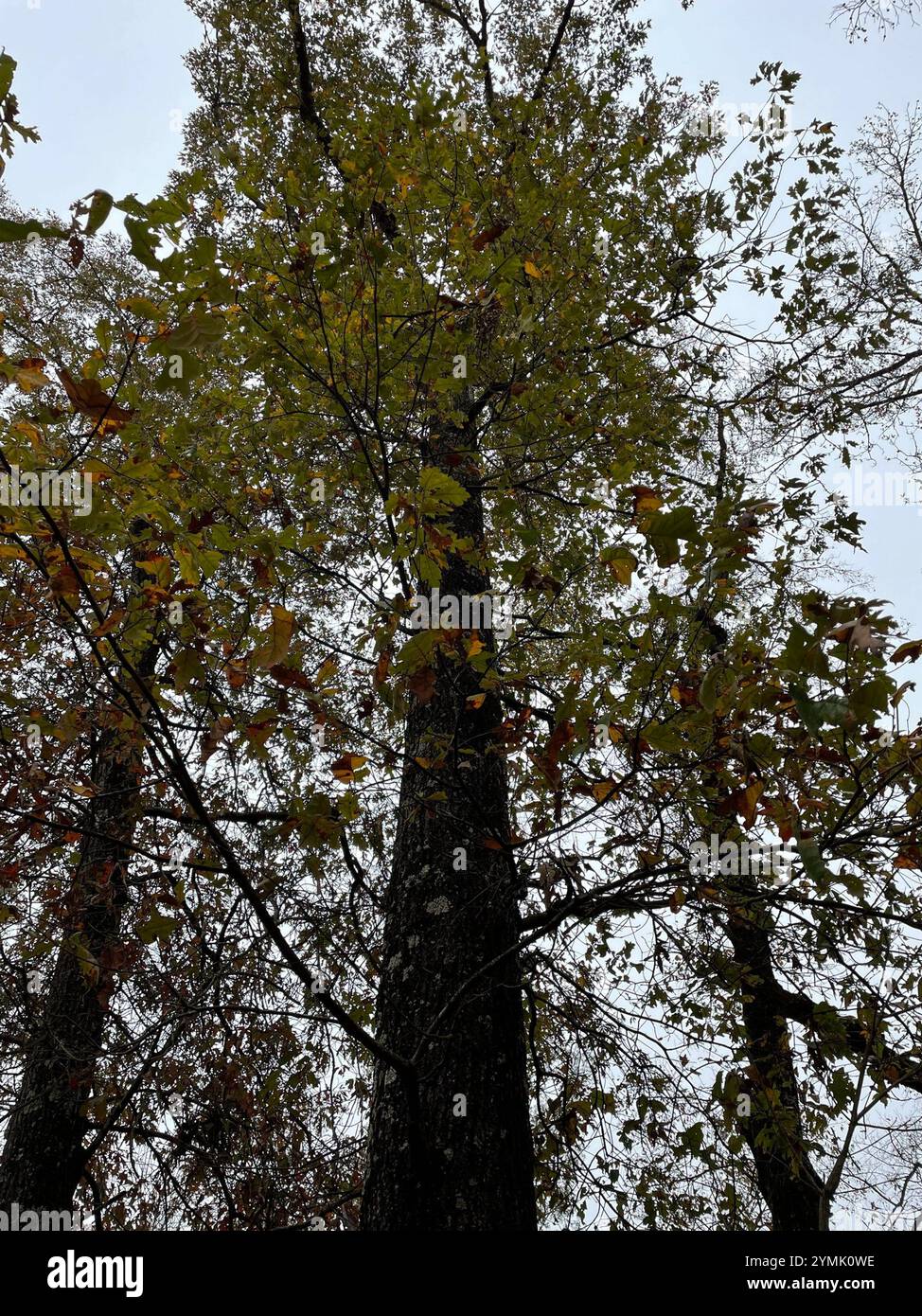 black oak (Quercus velutina Stock Photo - Alamy