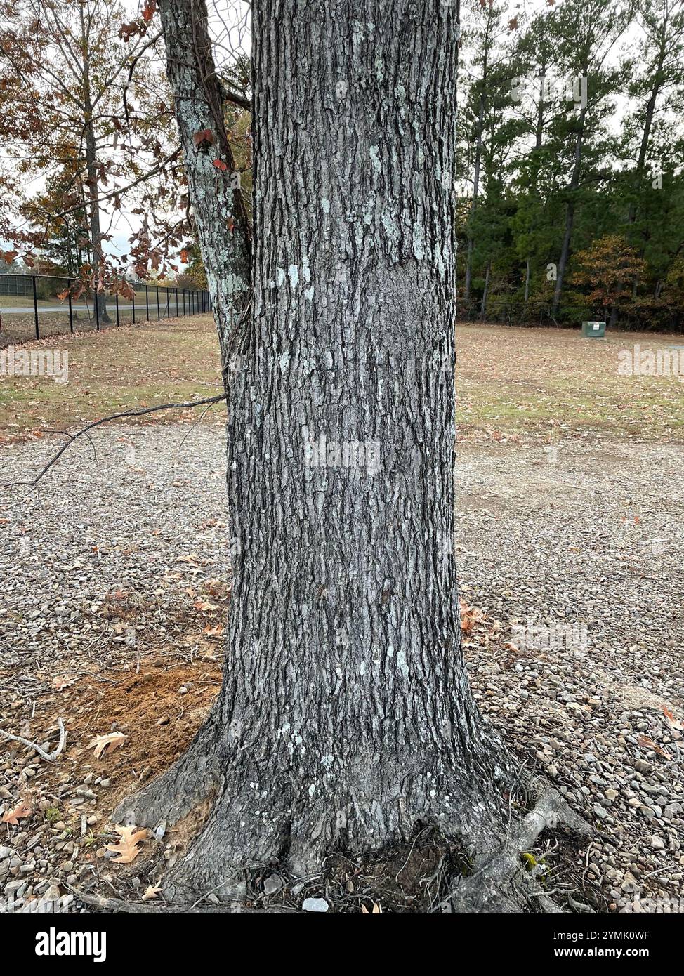 cherrybark oak (Quercus pagoda Stock Photo - Alamy