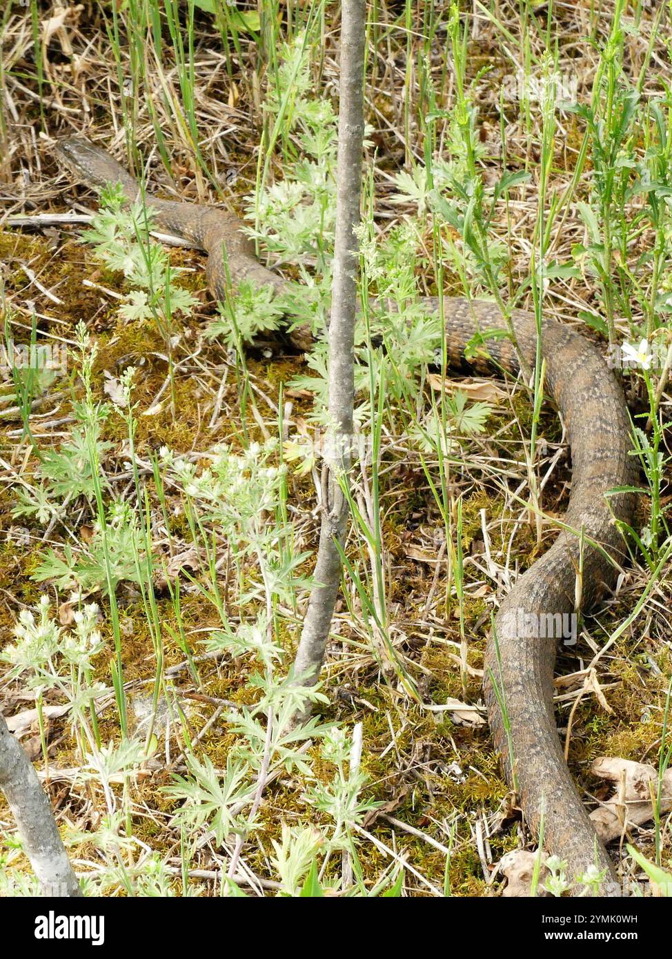 Northern Watersnake (Nerodia sipedon sipedon Stock Photo - Alamy