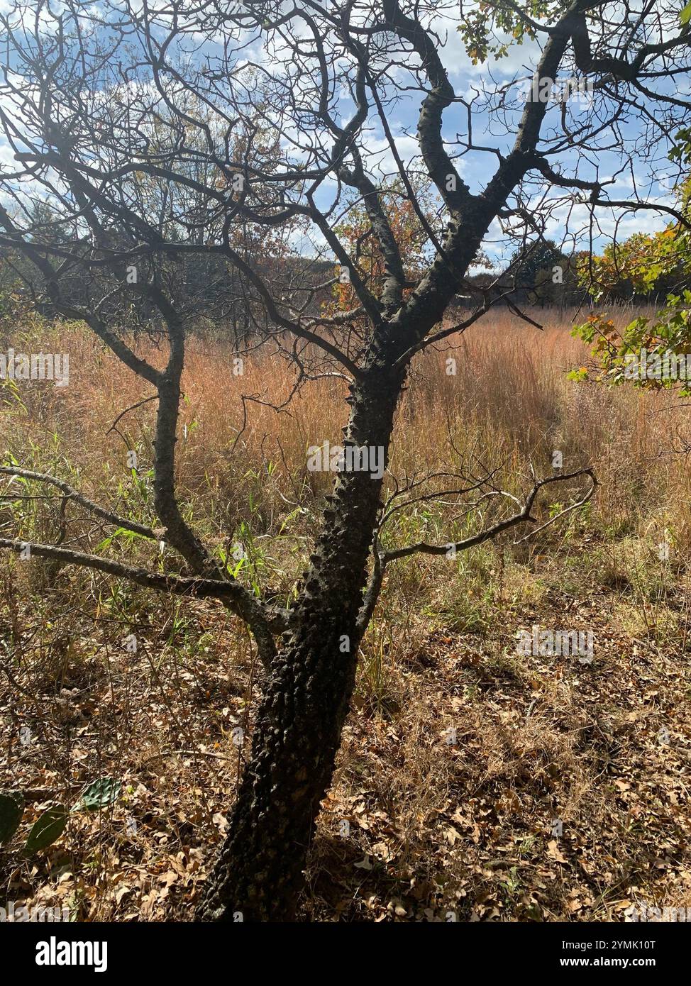 Hercules' club (Zanthoxylum clava-herculis Stock Photo - Alamy