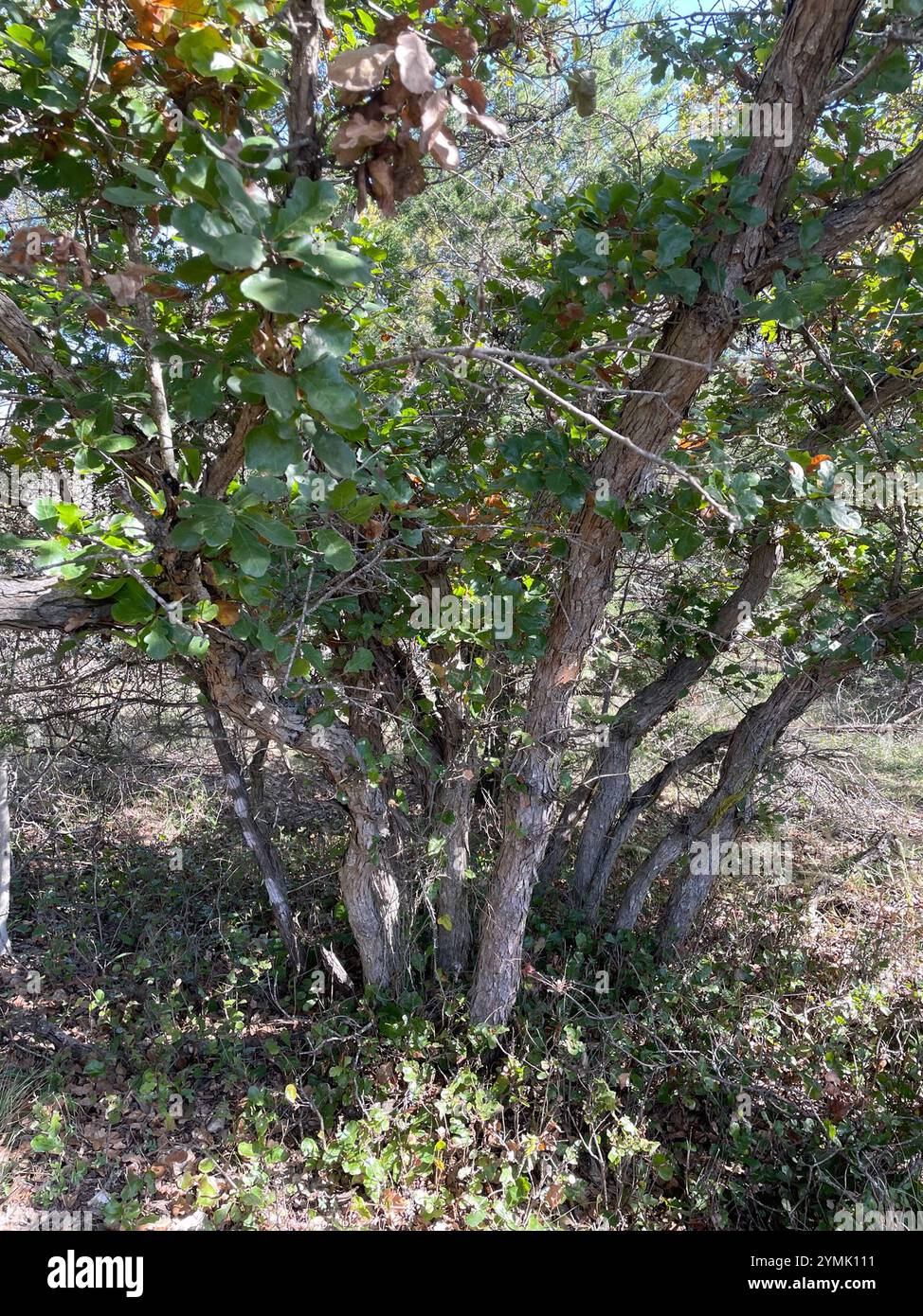 Shin oak hi-res stock photography and images - Alamy