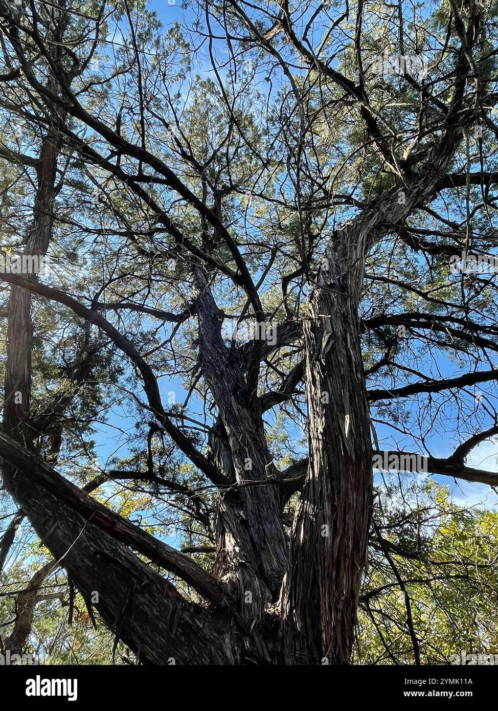 Ashe juniper (Juniperus ashei Stock Photo - Alamy