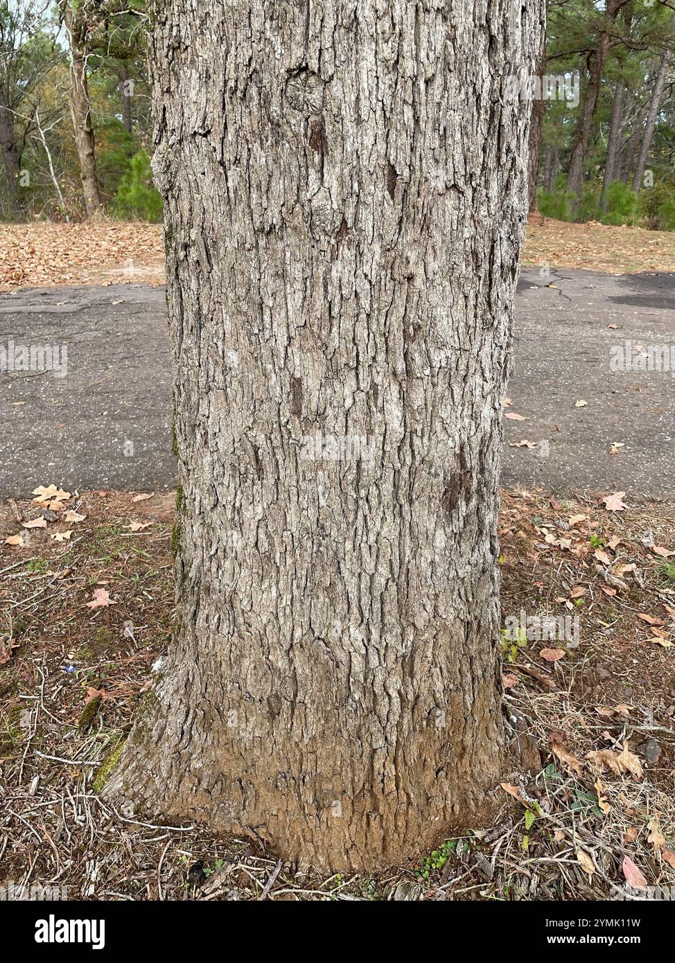 post oak (Quercus stellata Stock Photo - Alamy