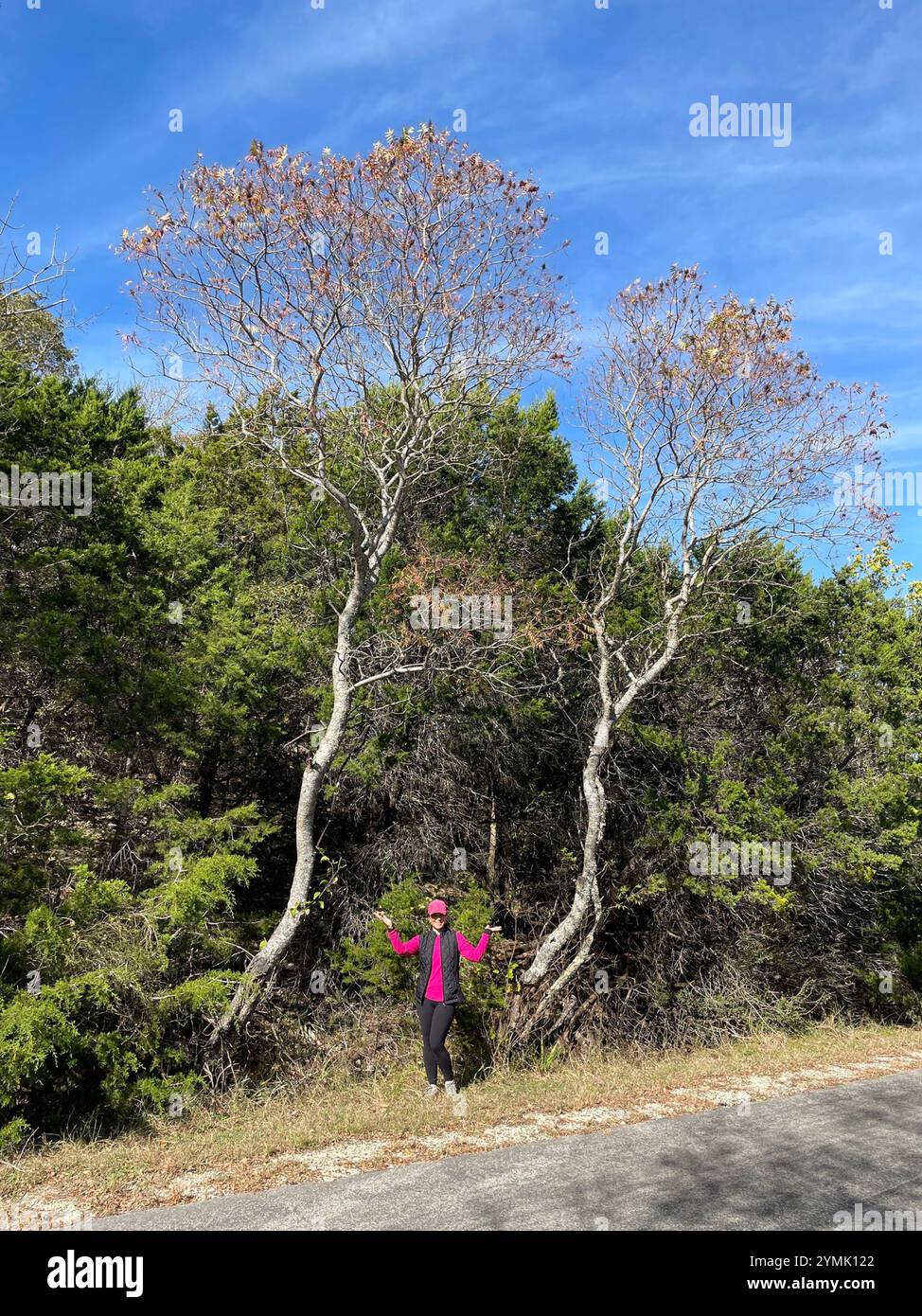 Prairie flameleaf sumac (Rhus lanceolata Stock Photo - Alamy
