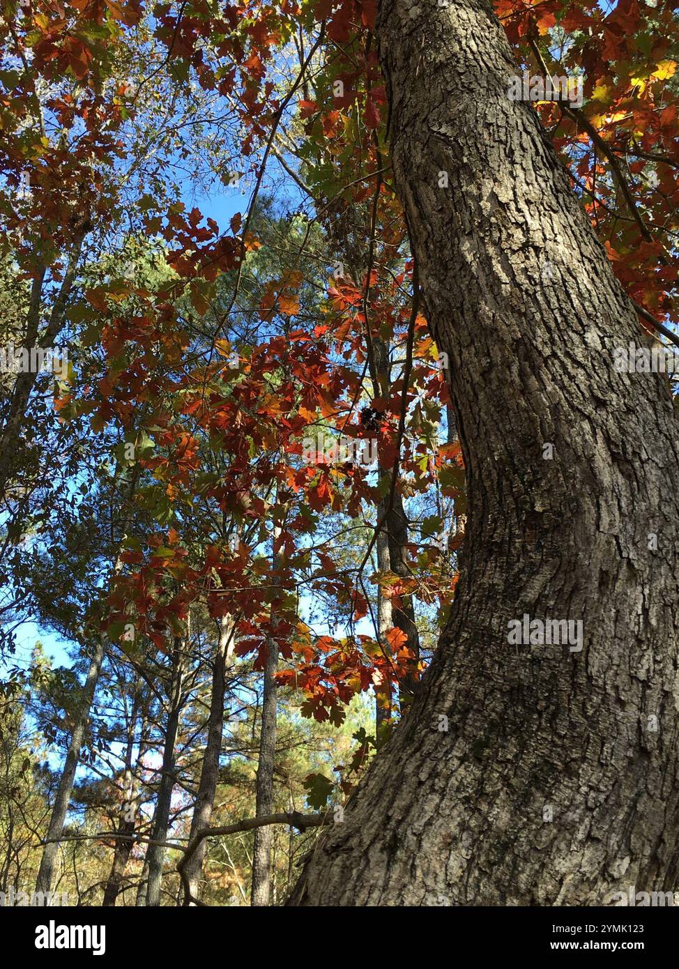 white oak (Quercus alba Stock Photo - Alamy