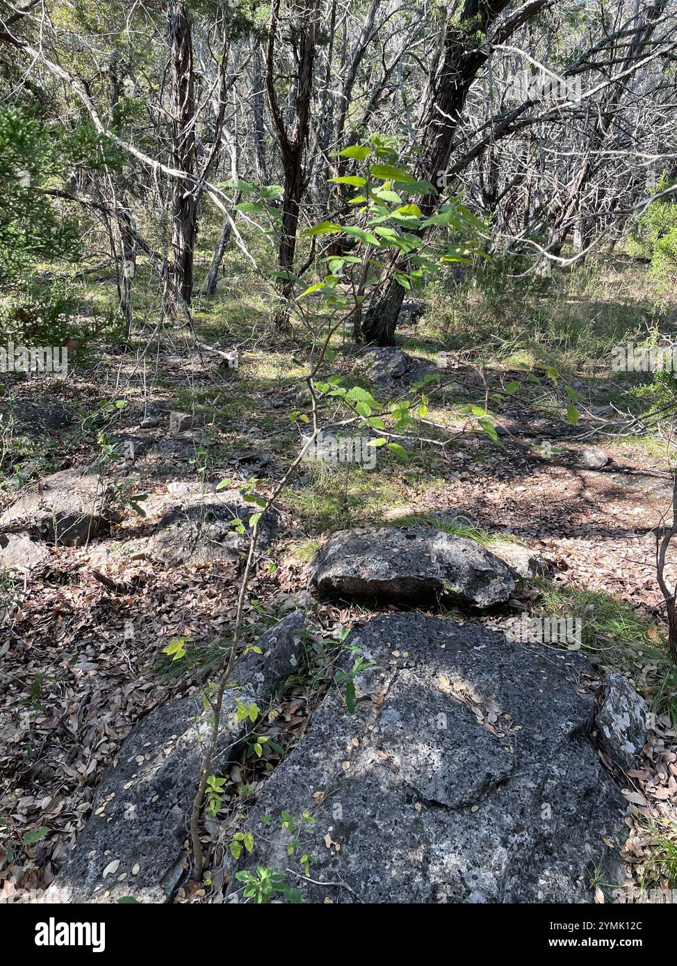 netleaf hackberry (Celtis reticulata Stock Photo - Alamy