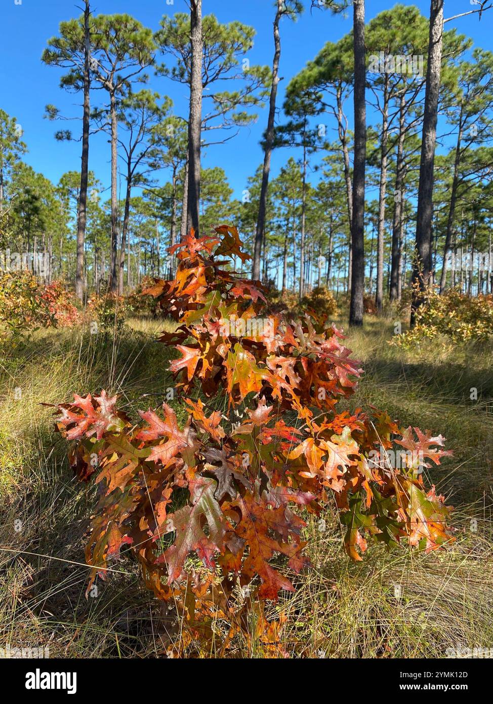 American turkey oak (Quercus laevis Stock Photo - Alamy