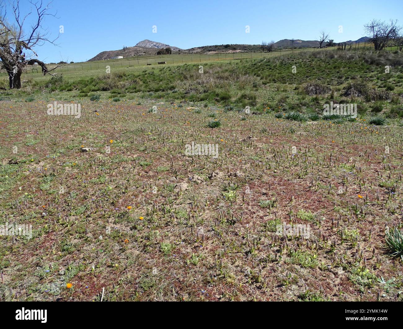 Pied Viooltjie (Lachenalia mutabilis Stock Photo - Alamy
