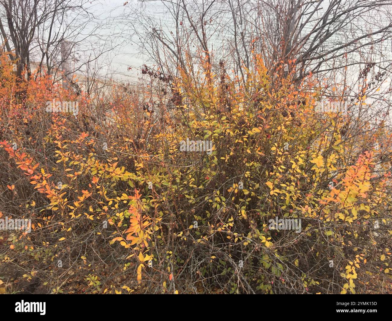 European barberry (Berberis vulgaris Stock Photo - Alamy