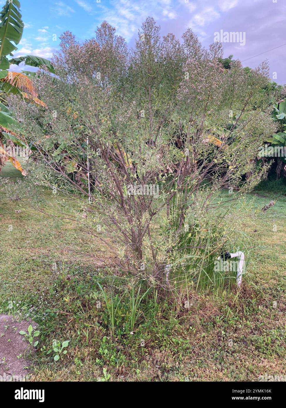 groundsel tree (Baccharis halimifolia Stock Photo - Alamy