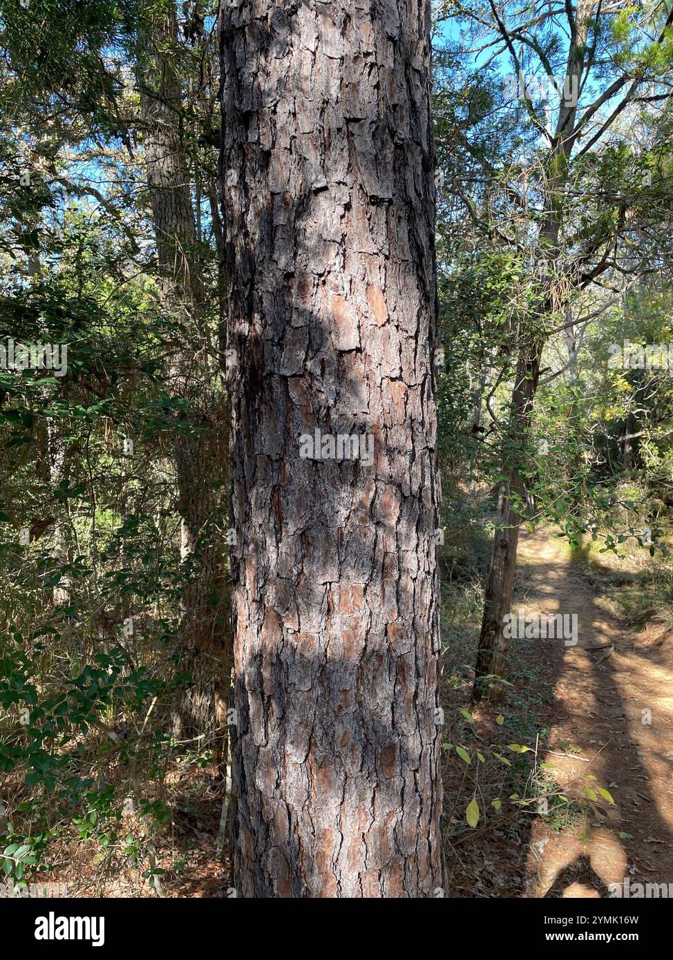 loblolly pine (Pinus taeda Stock Photo - Alamy