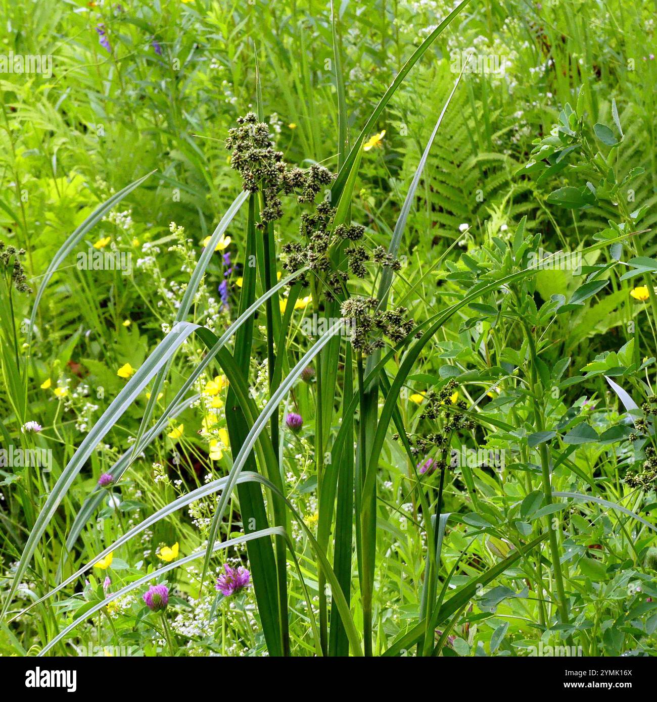 Dark Green Bulrush Complex (Scirpus atrovirens Stock Photo - Alamy