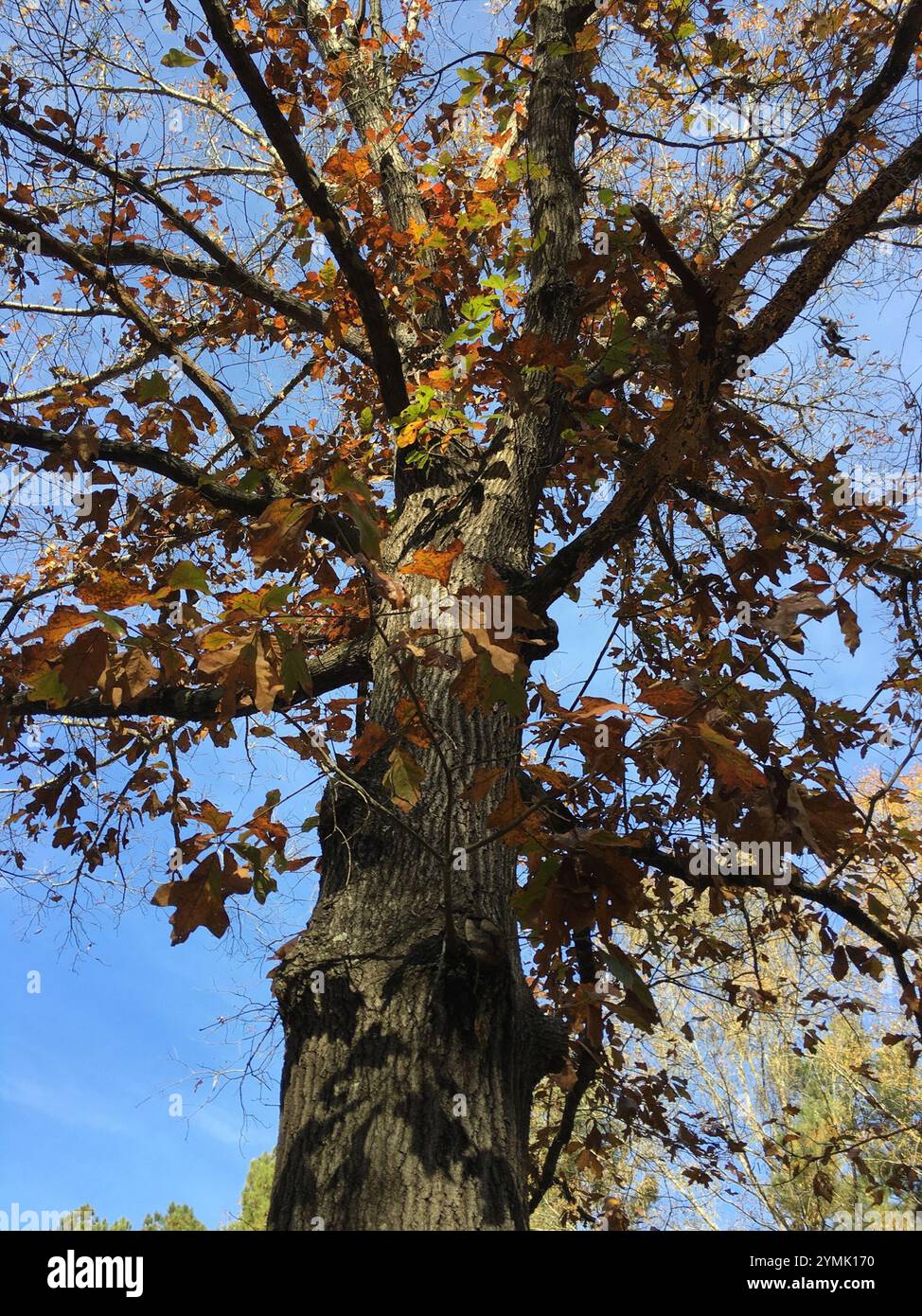 southern red oak (Quercus falcata Stock Photo - Alamy