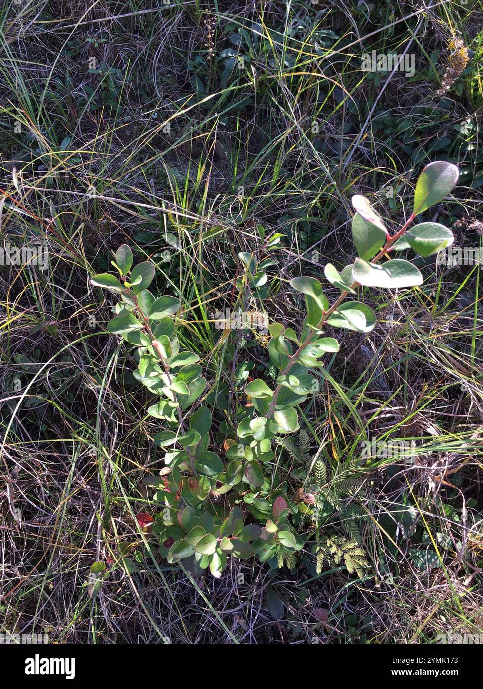 staggerbush (Lyonia mariana Stock Photo - Alamy