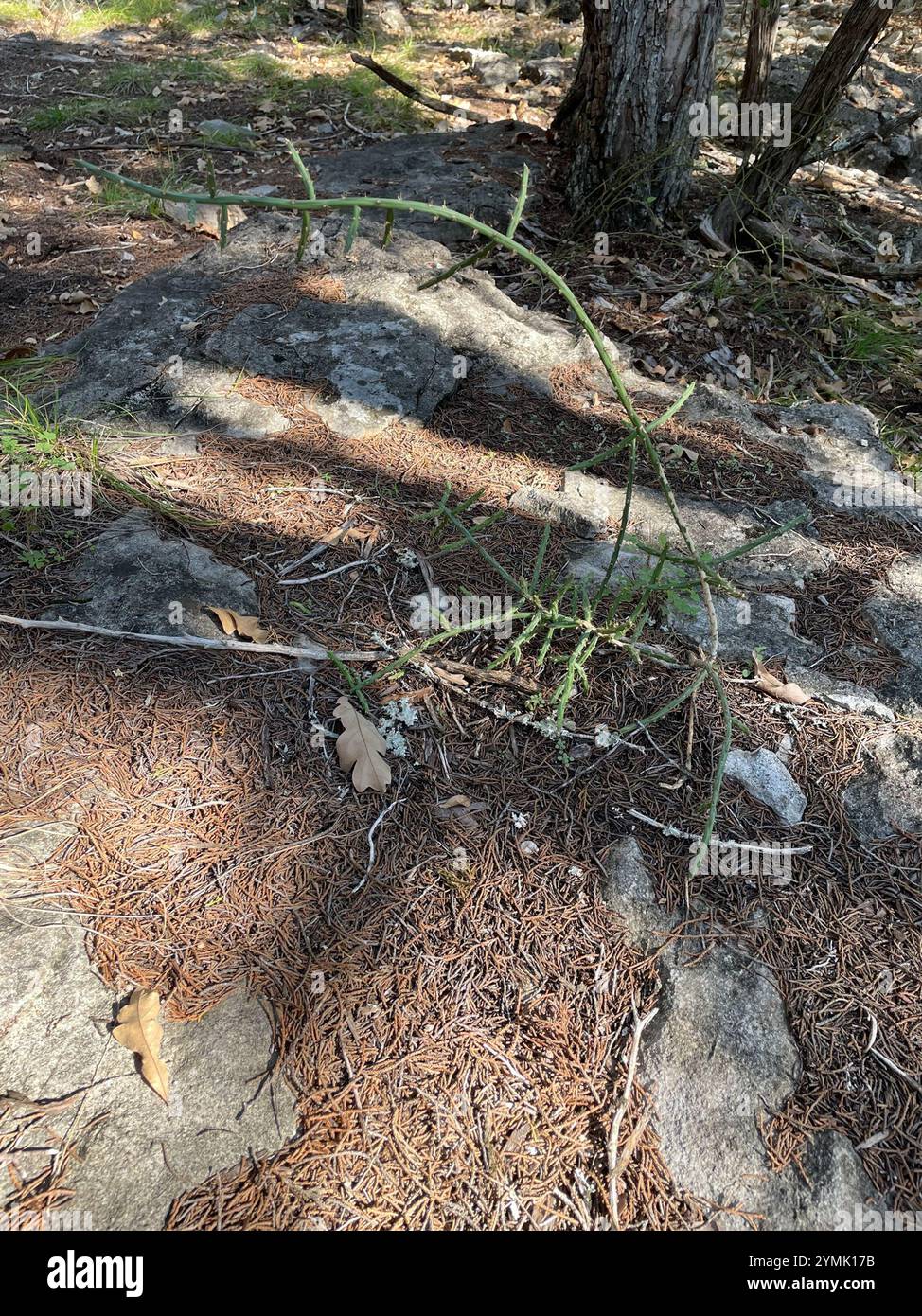 Christmas cholla (Cylindropuntia leptocaulis Stock Photo - Alamy