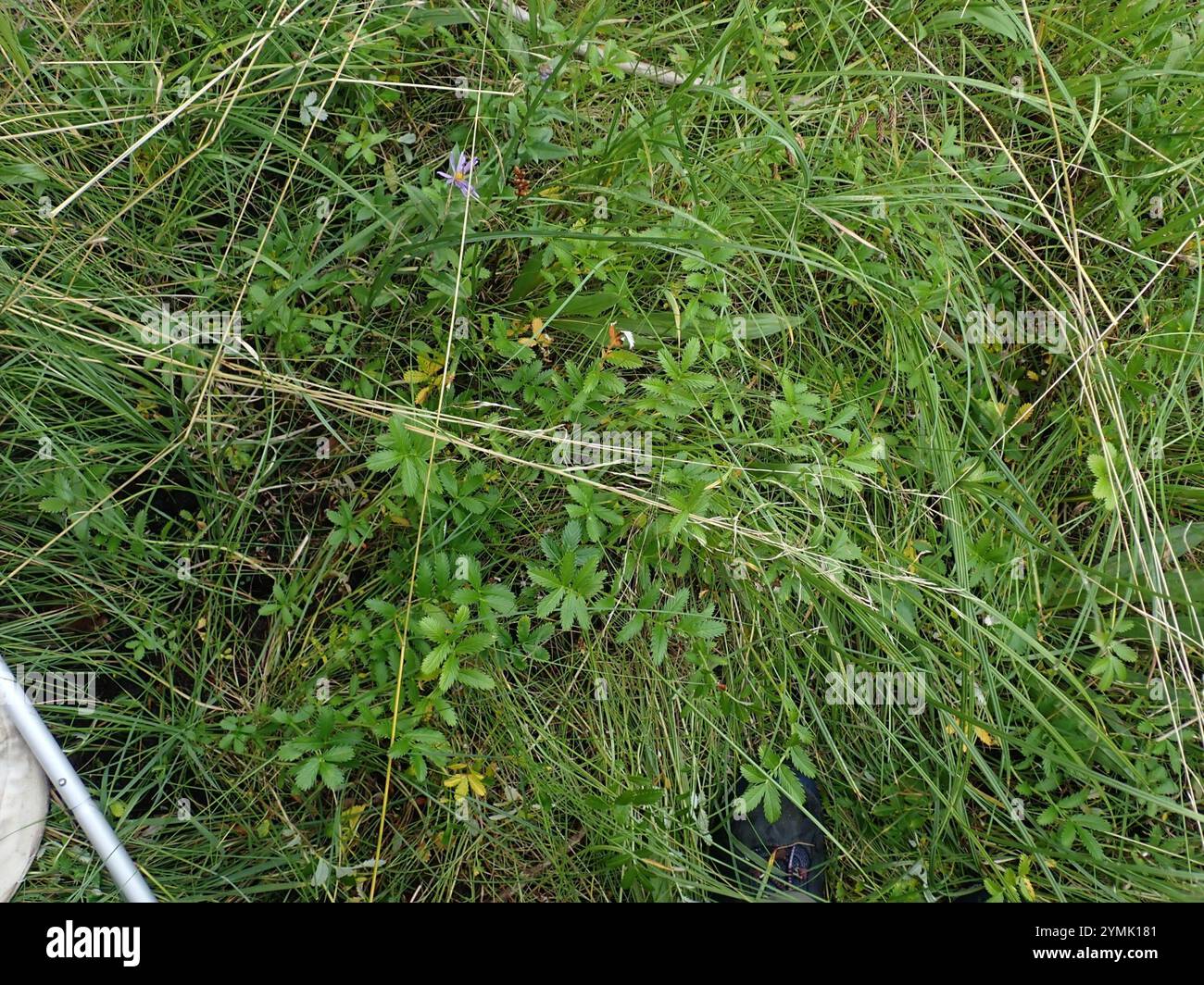 common silverweed (Argentina anserina Stock Photo - Alamy