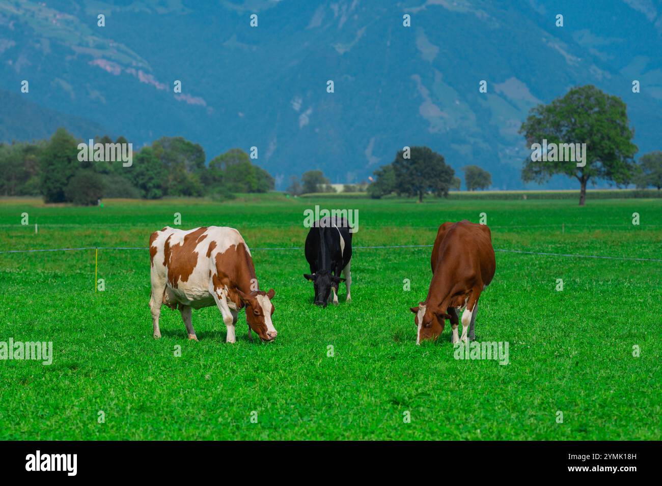 Cow on on summer alps meadow. Cows farm nature. Cattle eating grass ...