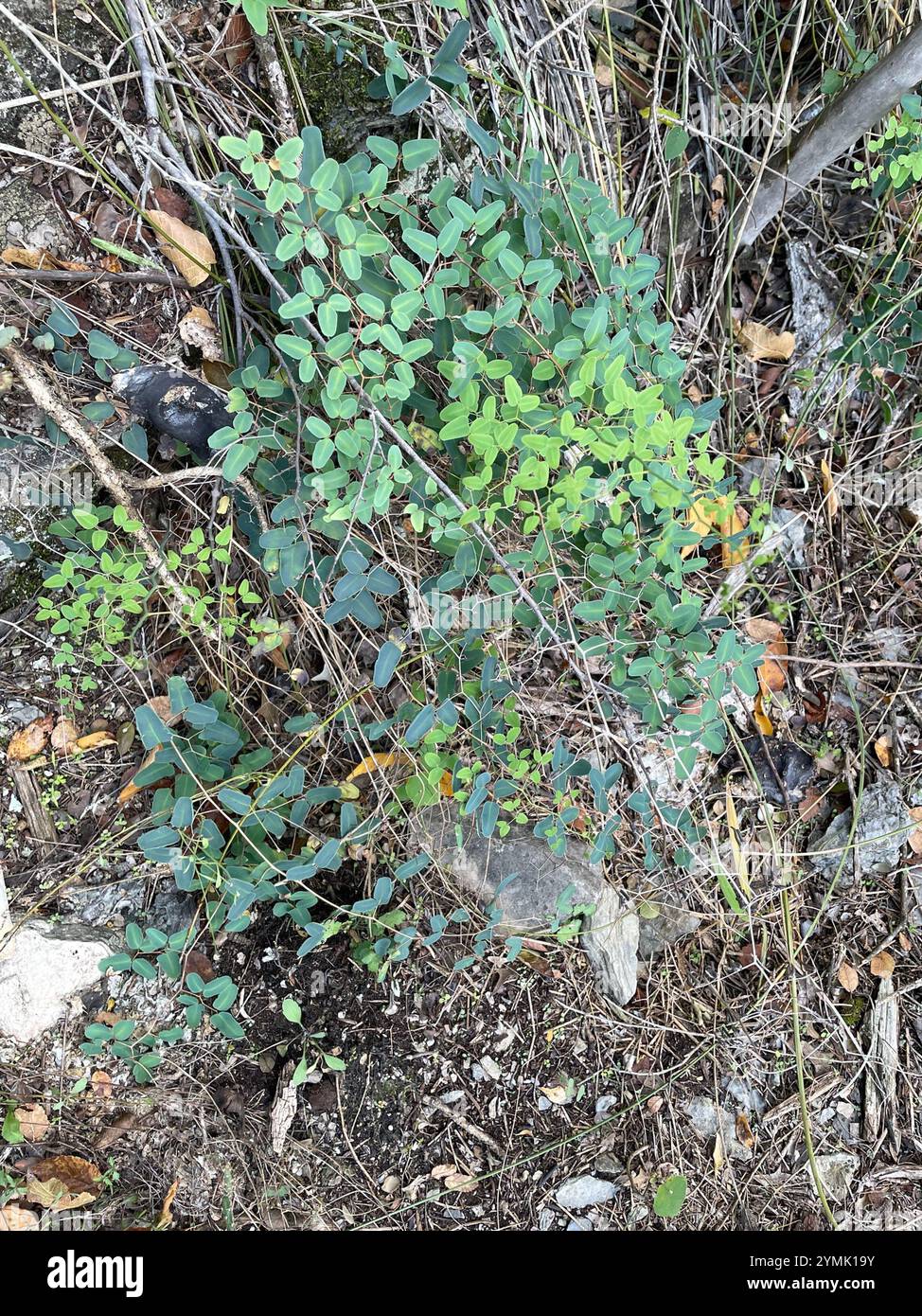 Ovate-leaf Cliffbrake (Pellaea ovata Stock Photo - Alamy