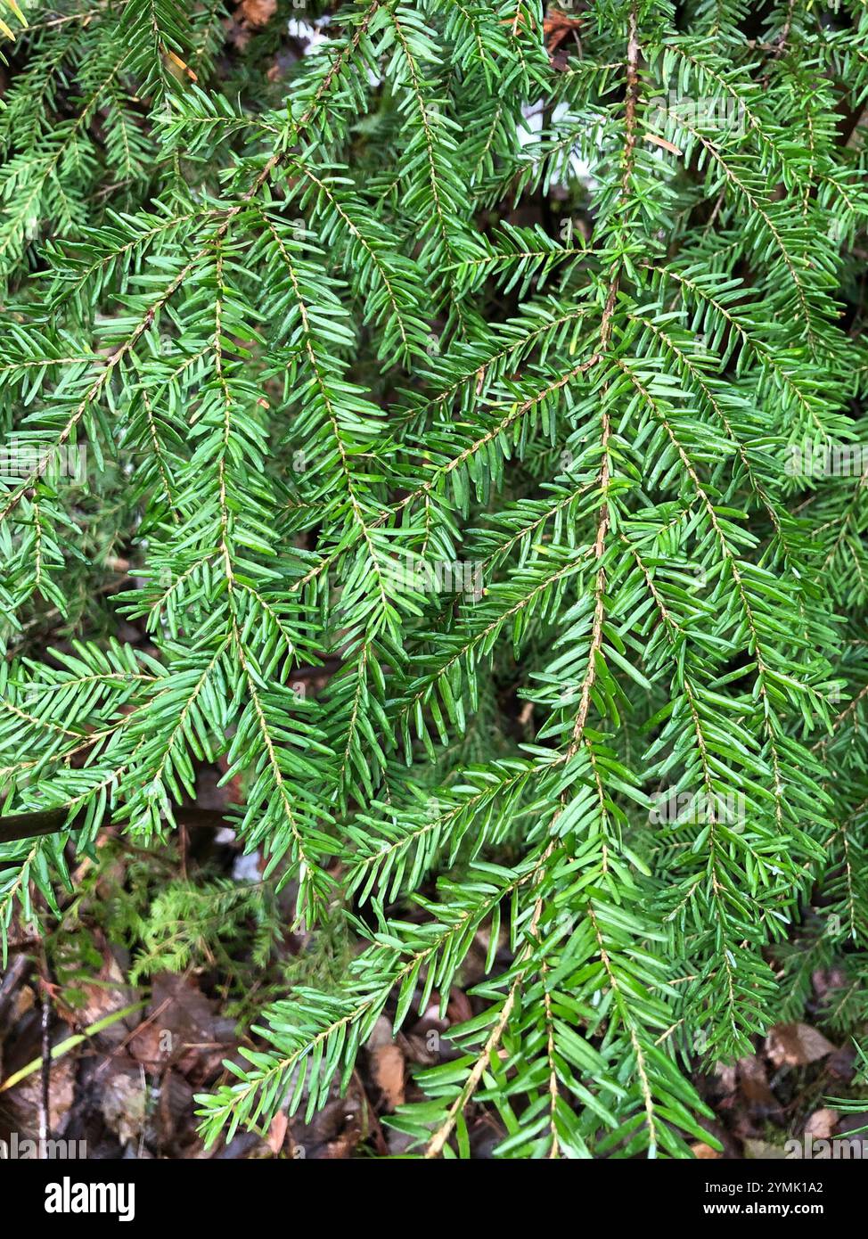 western hemlock (Tsuga heterophylla Stock Photo - Alamy