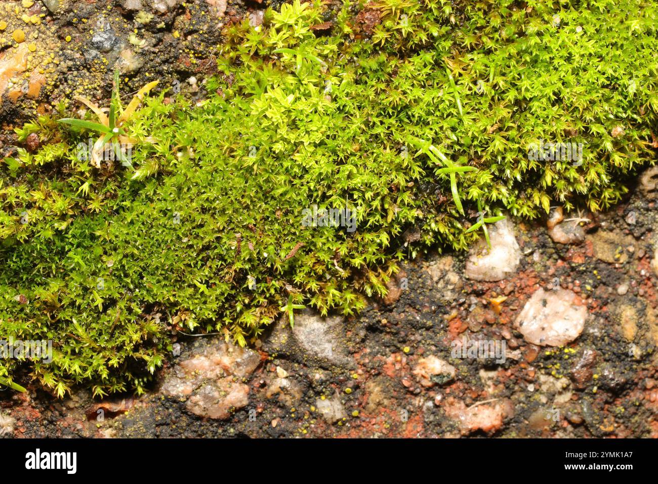 Bird's-Claw Beard-Moss (Barbula unguiculata Stock Photo - Alamy