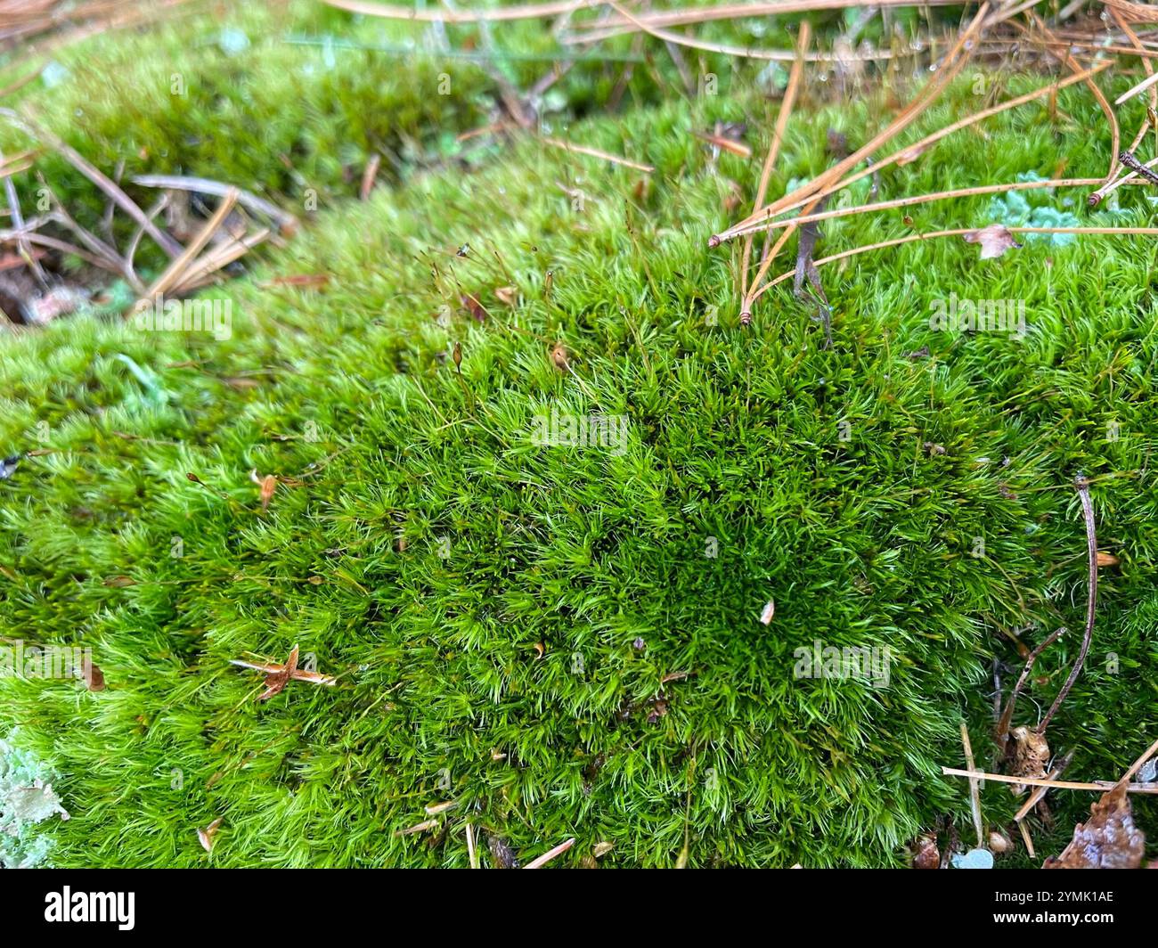 Pincushion Moss (Leucobryum glaucum Stock Photo - Alamy