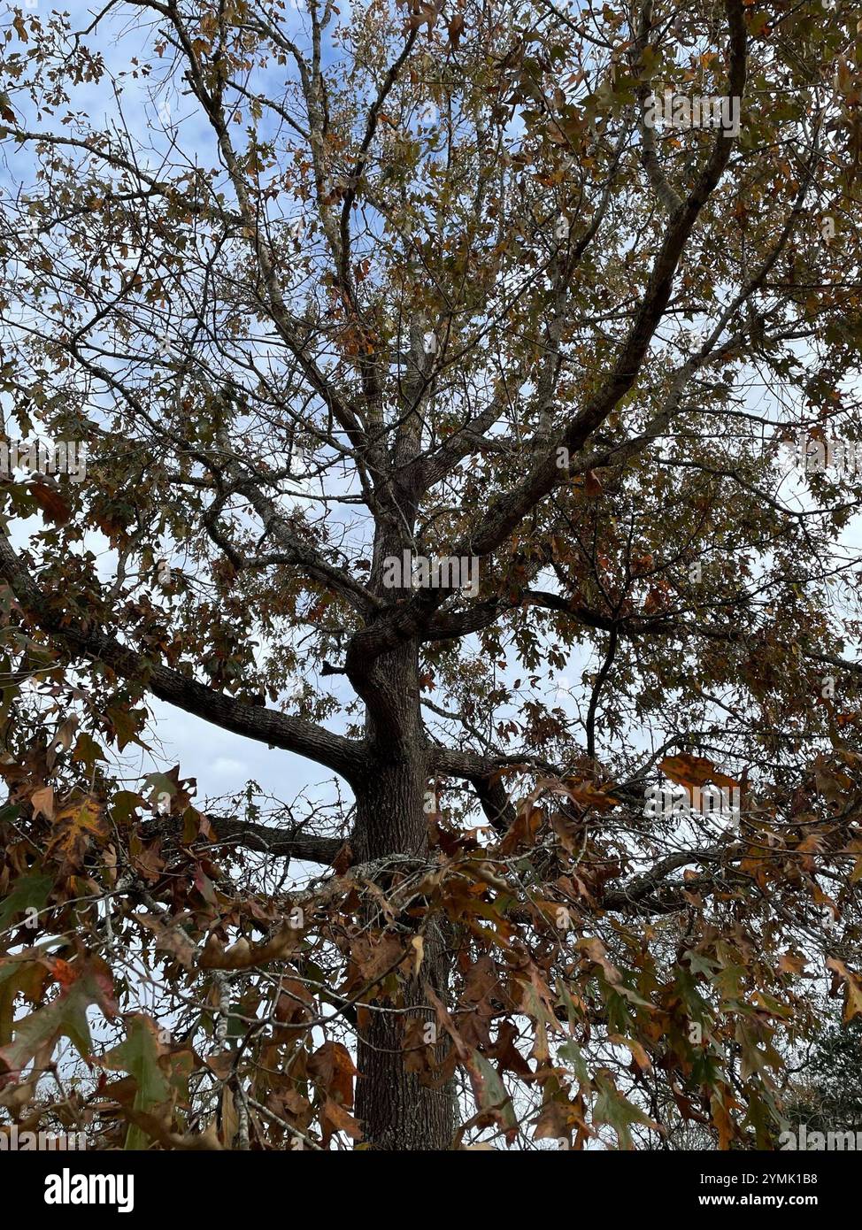cherrybark oak (Quercus pagoda Stock Photo - Alamy