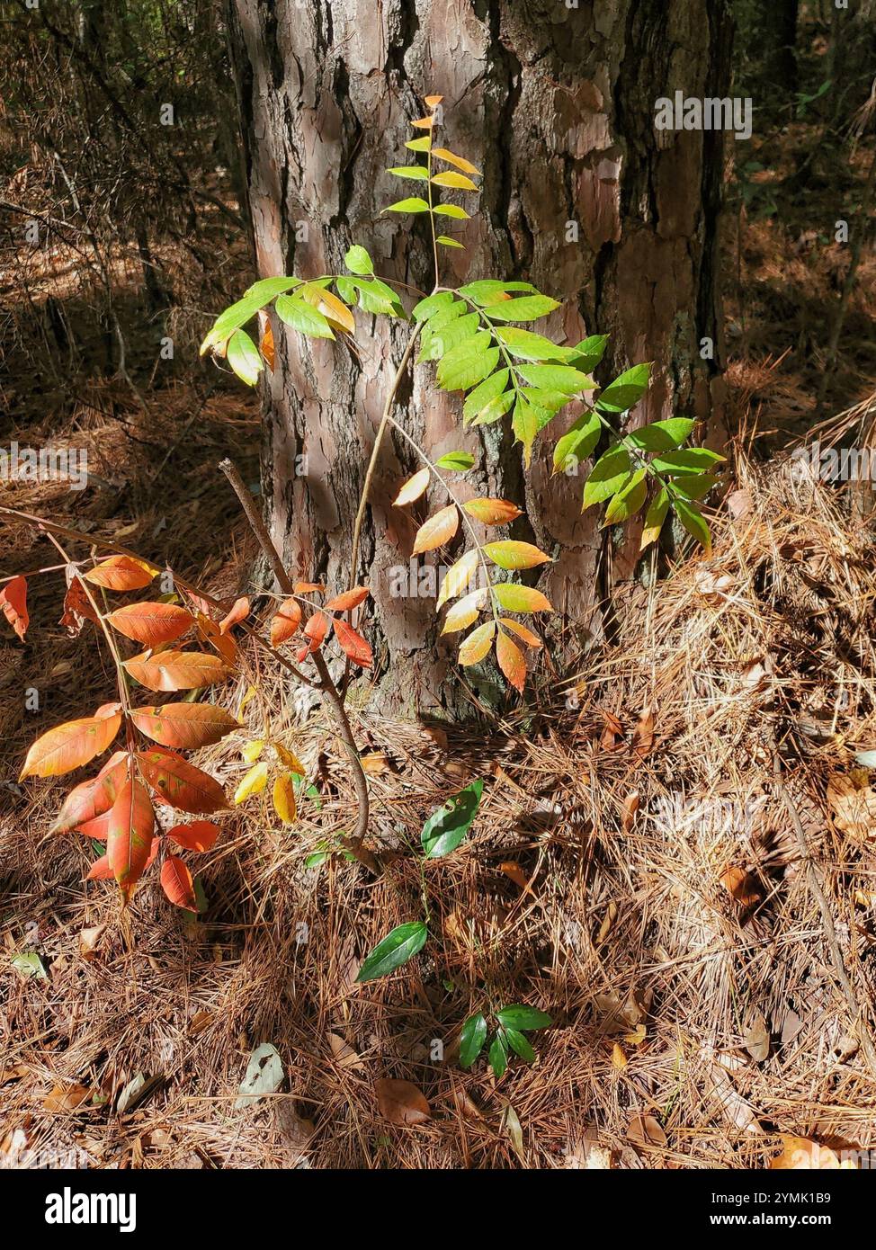 shining sumac (Rhus copallinum Stock Photo - Alamy