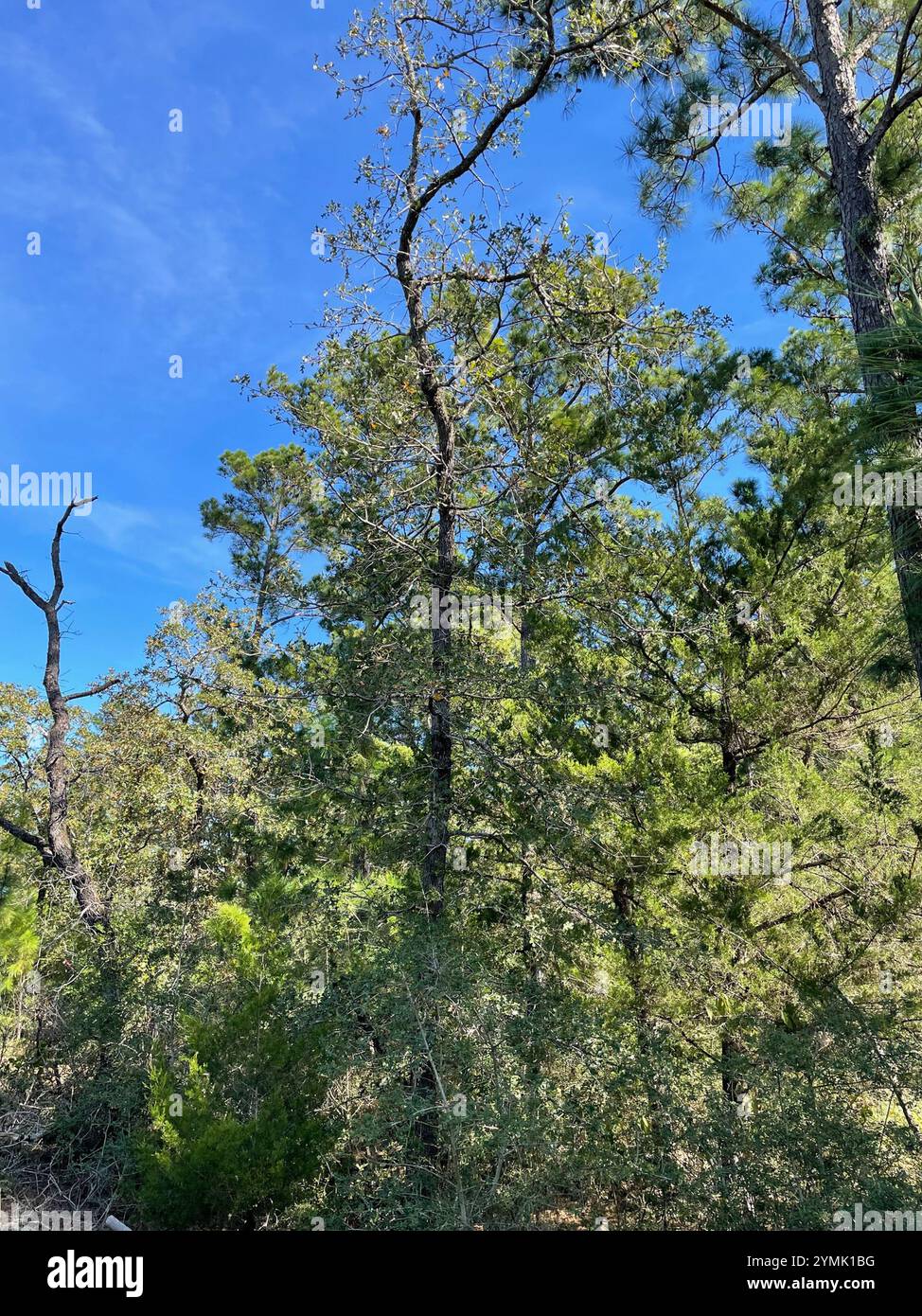 sand post oak (Quercus margaretiae Stock Photo - Alamy