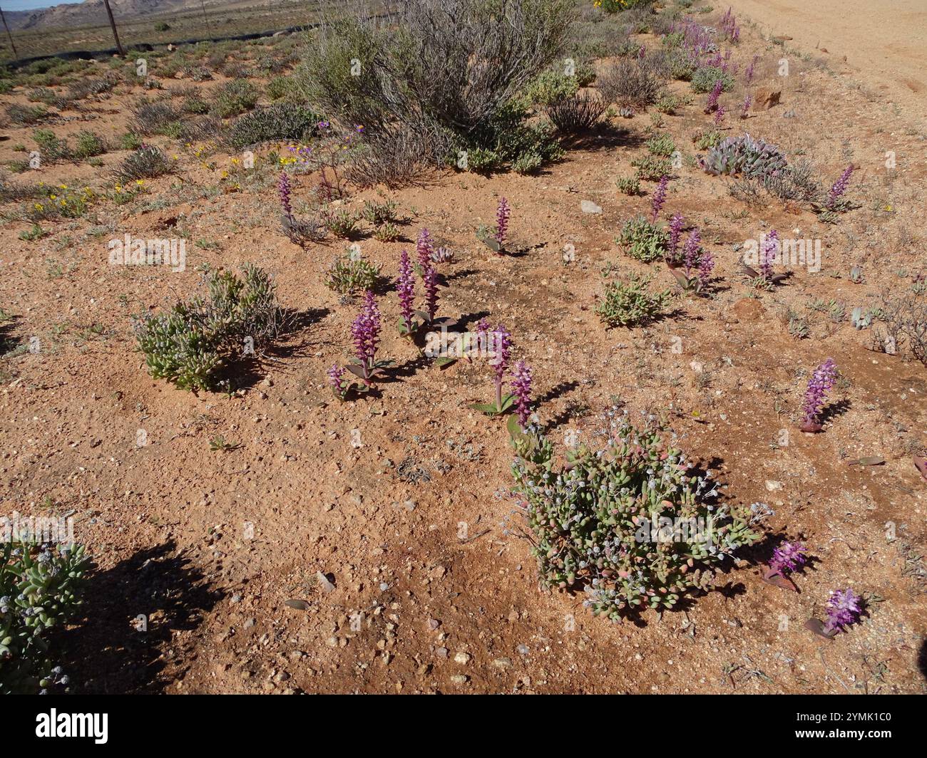 Flesh Viooltjie (Lachenalia carnosa Stock Photo - Alamy