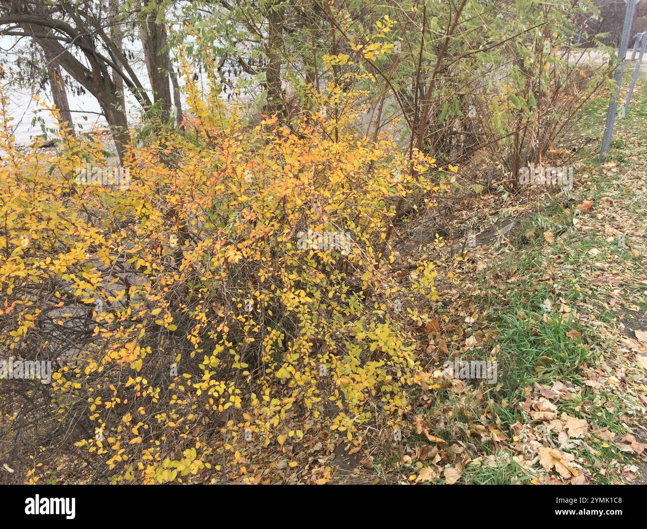 European barberry (Berberis vulgaris Stock Photo - Alamy
