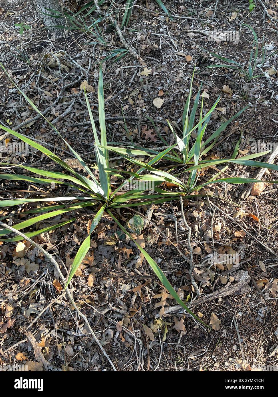Twisted-leaf Yucca (Yucca rupicola Stock Photo - Alamy
