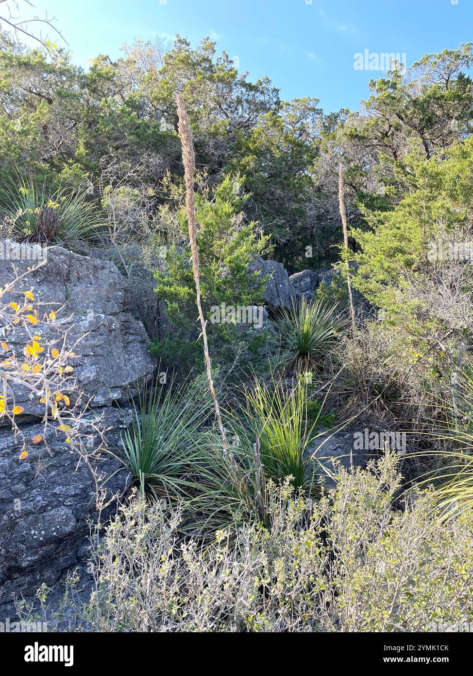 Texas sotol (Dasylirion texanum Stock Photo - Alamy