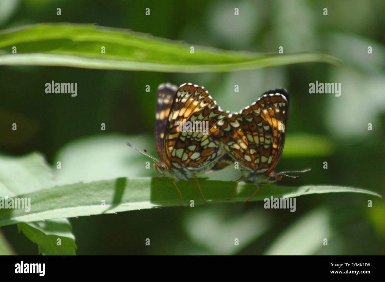 Chlosyne harrisii hi-res stock photography and images - Alamy